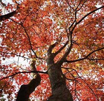 Enjoy Korea's real autumn in Jeju - Trazy, Your Travel Shop for Asia