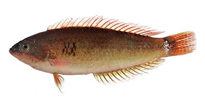 Deep Sea Boat Fishing in Jeju Island’s Chagwido - Trazy, Korea's #1 ...